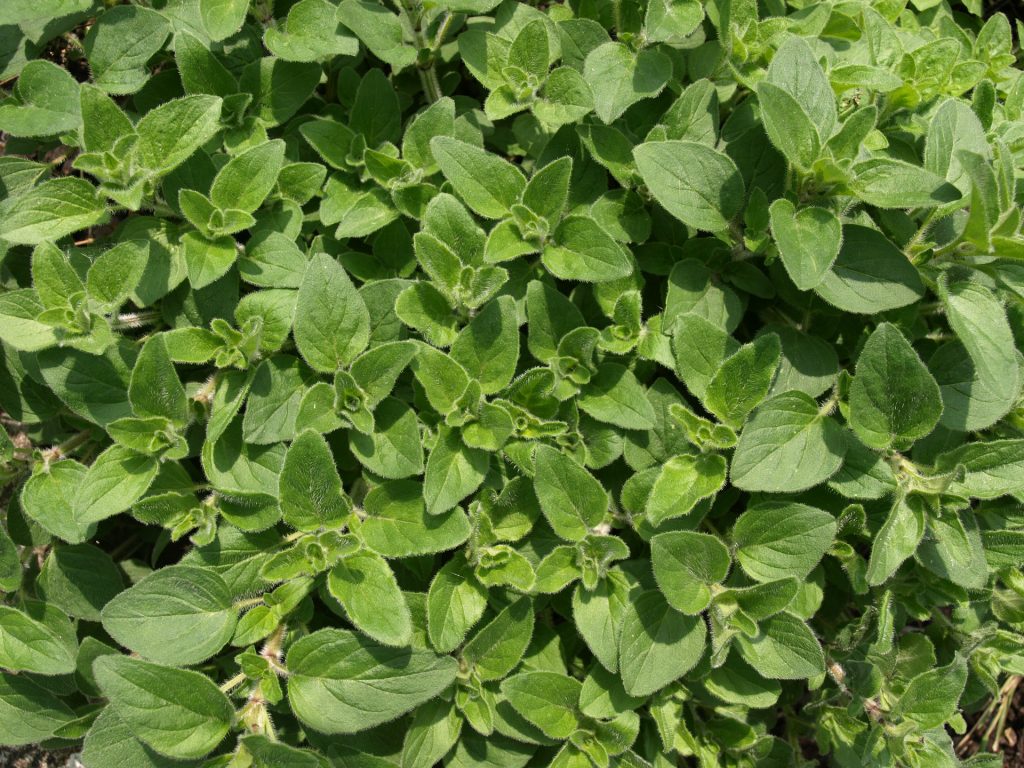 Herbs from around the world / herbs used for flavouring and garnishing